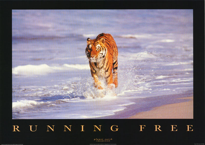 ANIMALS - RUNNING FREE ( tiger) - POSTER LW20H – Midwest Posters