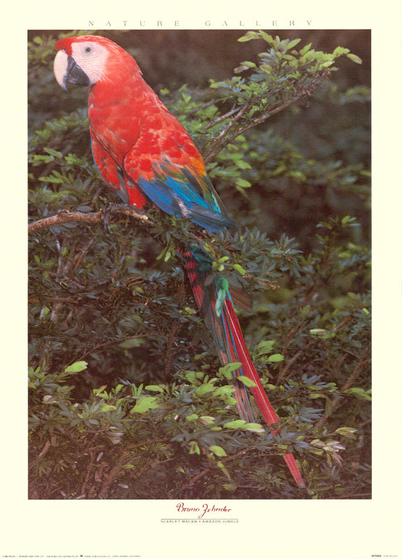 ANIMALS - SCARLET MACAW-AMAZON JUNGLE - POSTER LW29B – Midwest Posters